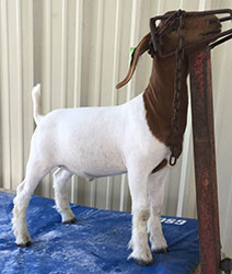 Morris Livestock! Your South Texas Wether Goat Connection :: Normanna ...