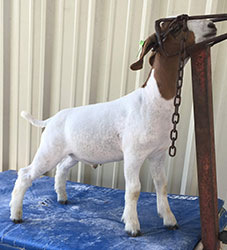 Morris Livestock! Your South Texas Wether Goat Connection :: Normanna ...