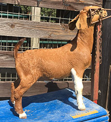 Morris Livestock! Your South Texas Wether Goat Connection :: Normanna ...